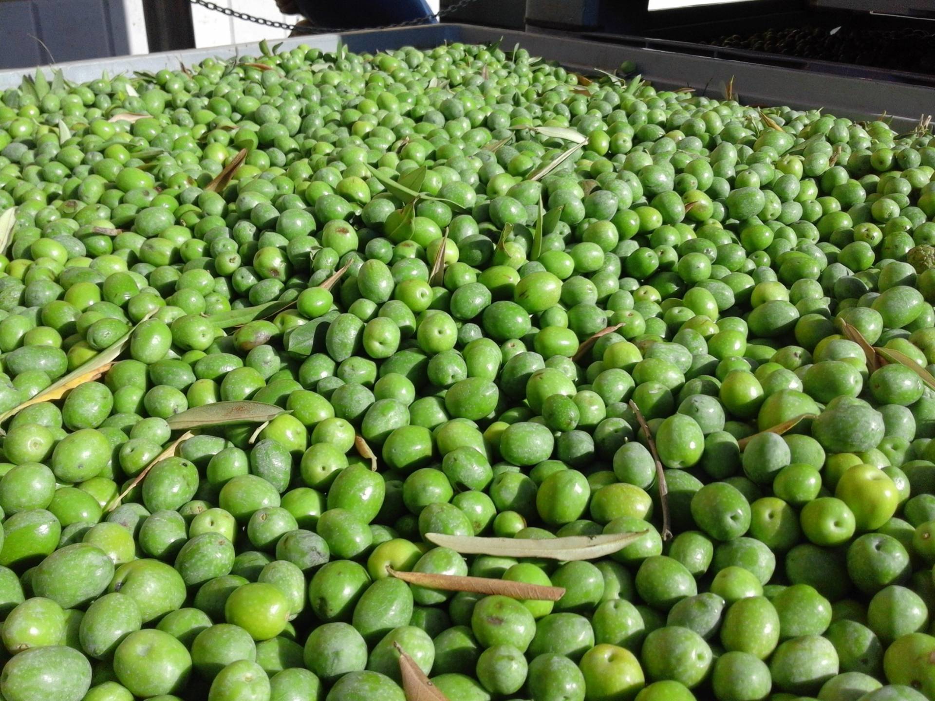 Home Page - Olive This!